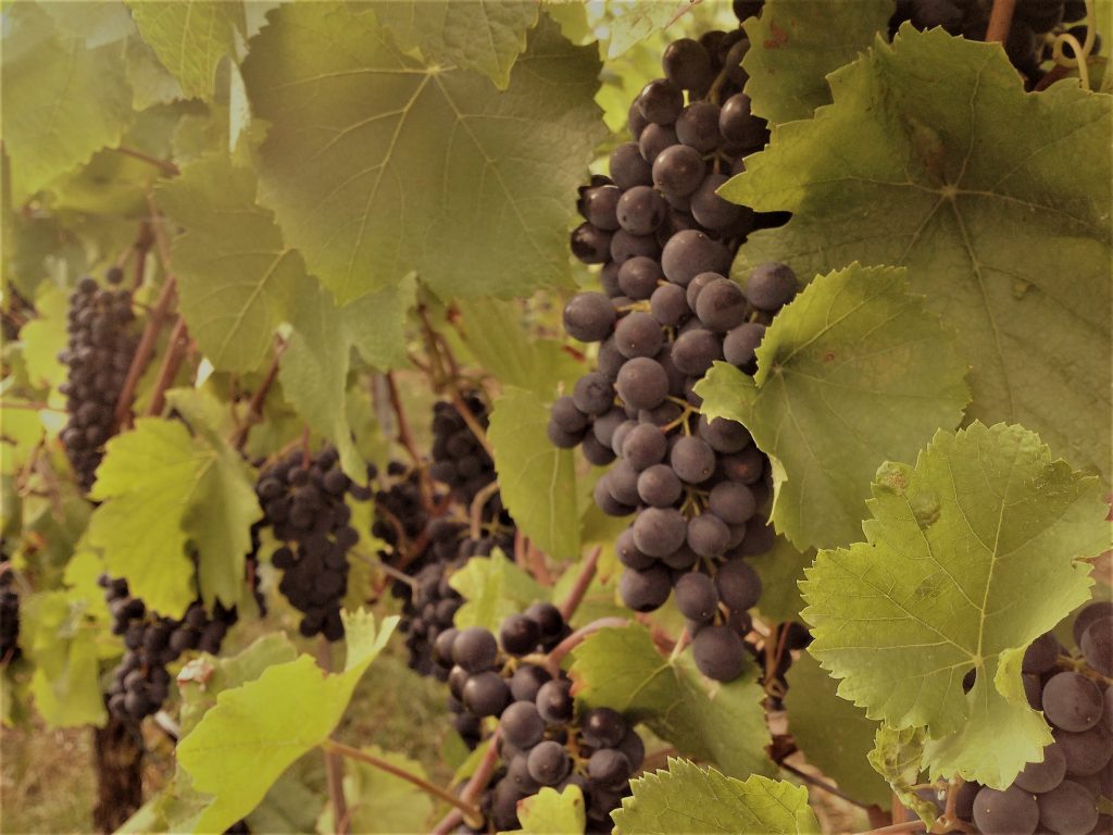 Informationen zu den Rebsorten und Unterlagen - Weinbau Lucas Dürr ...