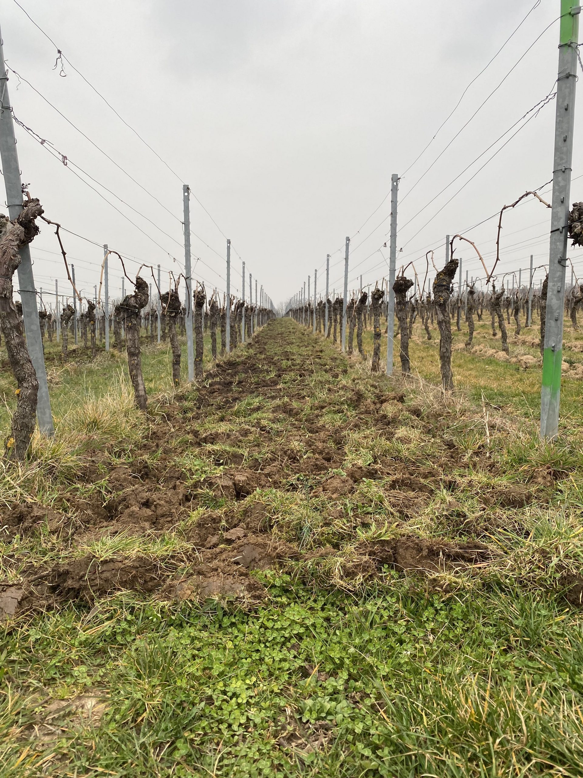 Spatenmaschine - Weinbau Lucas Dürr - Vollernter Talheim
