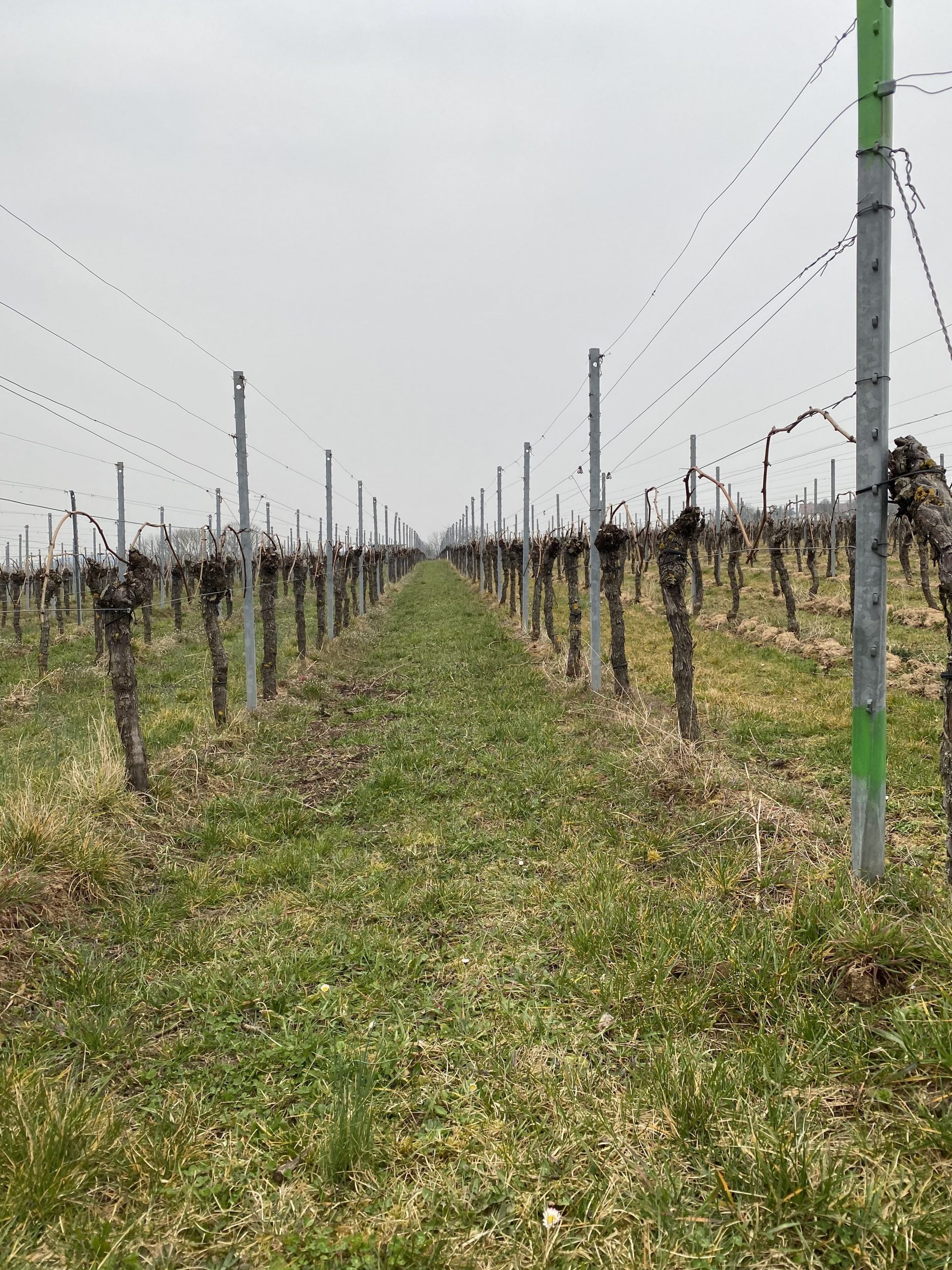 Spatenmaschine - Weinbau Lucas Dürr - Vollernter Talheim